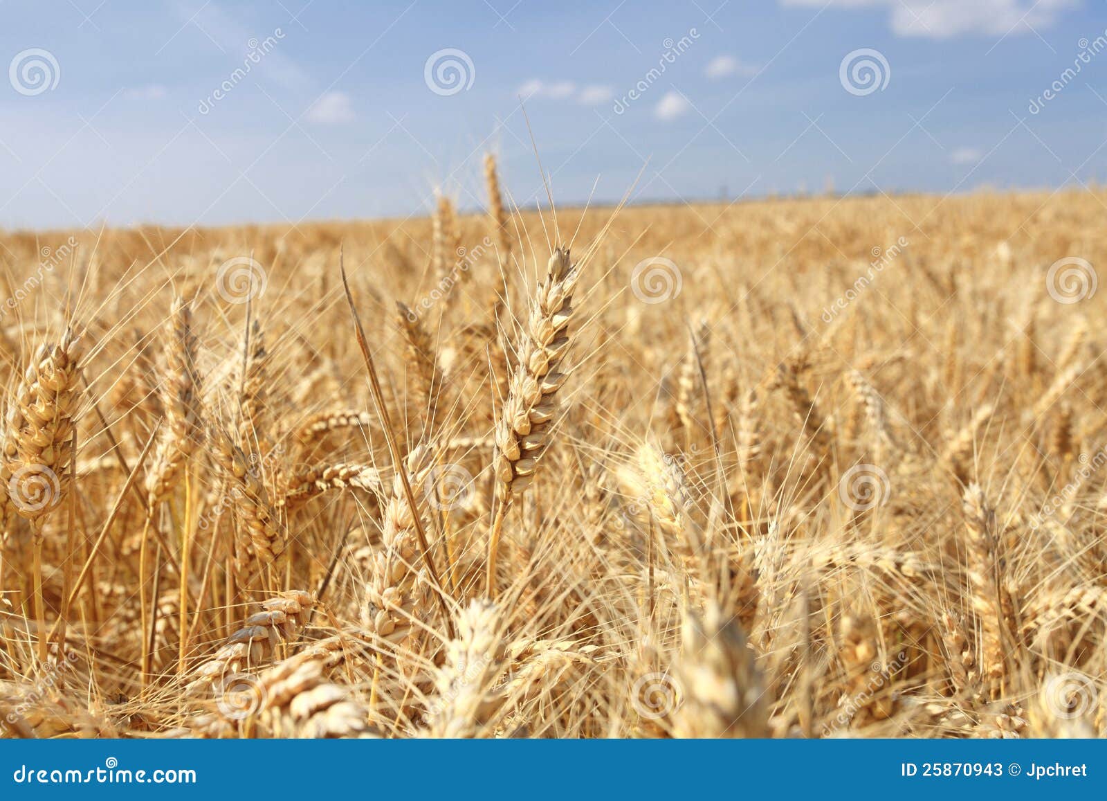 Wheat Fields Under the Sun in the Summer Stock Image - Image of bright ...