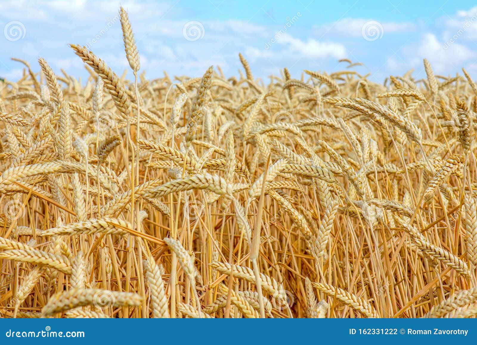 Wheat in the Fields for the Whole Frame Stock Photo - Image of grain ...
