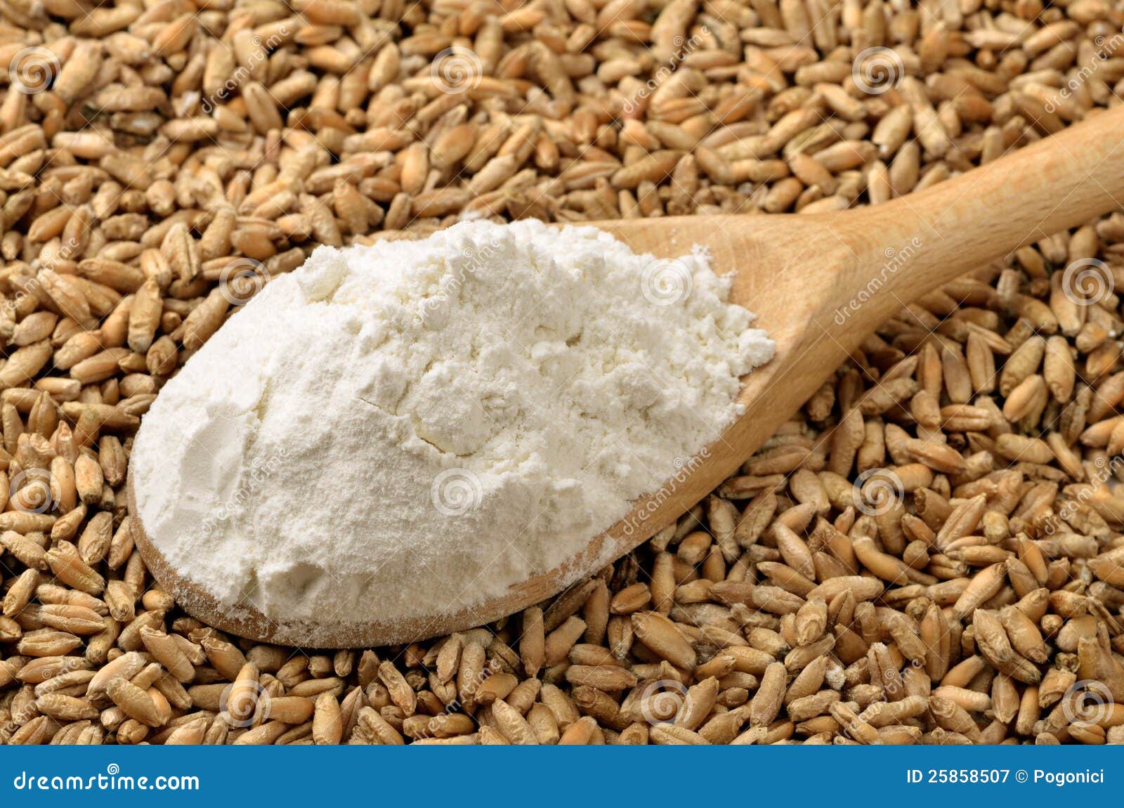 Wheat flour and grains stock image. Image of closeup - 25858507
