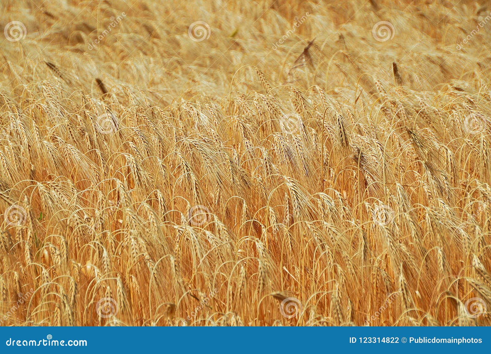 Wheat, Food Grain, Grain, Grass Family Picture. Image: 123314822