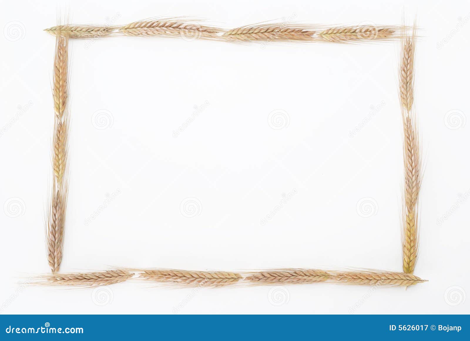 Wheat frame stock image. Image of seed, selection, growth - 5626017