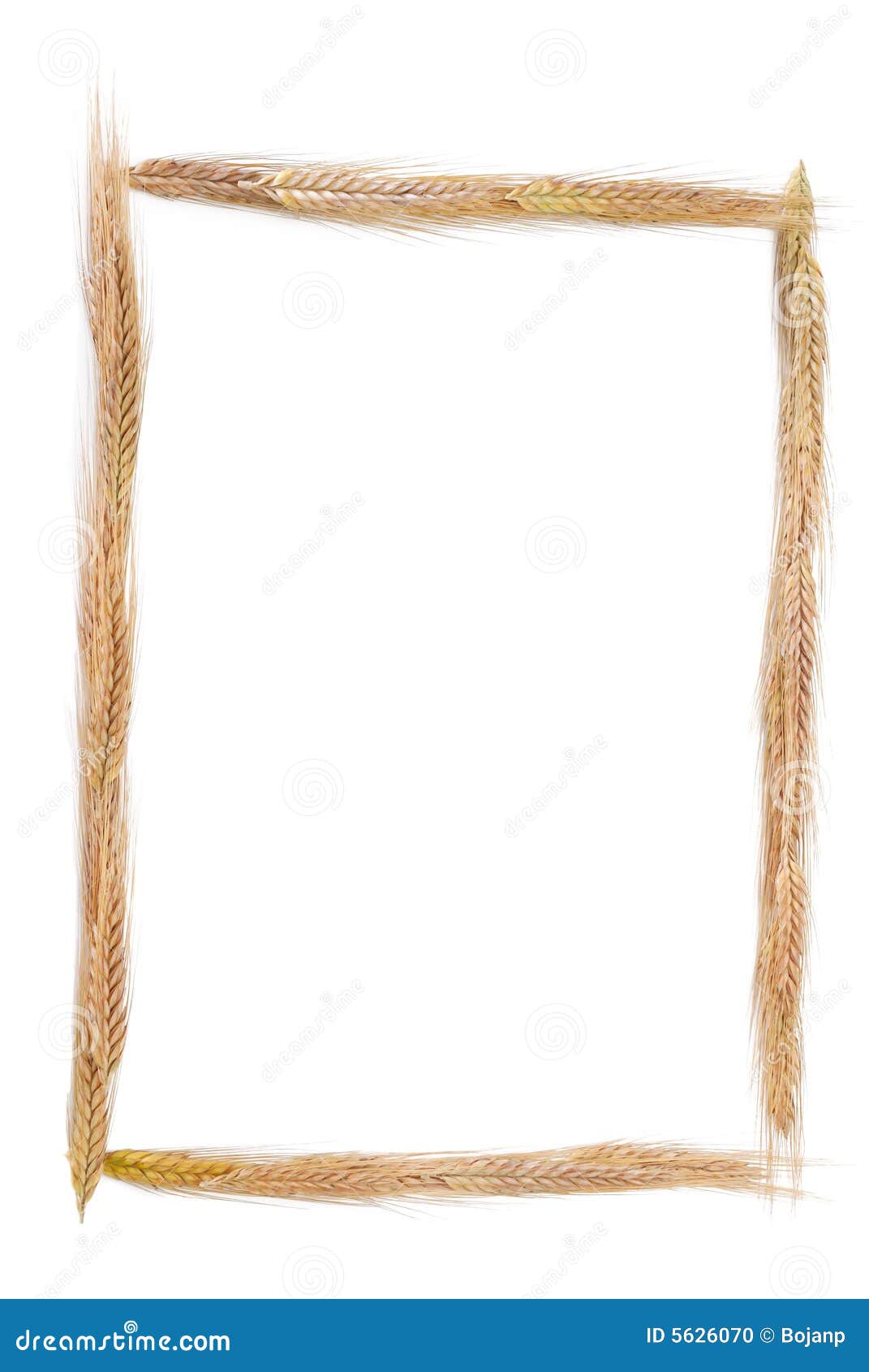 Wheat frame stock photo. Image of yellow, natural, rural - 5626070