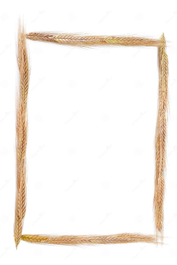 Wheat frame stock photo. Image of yellow, natural, rural - 5626070