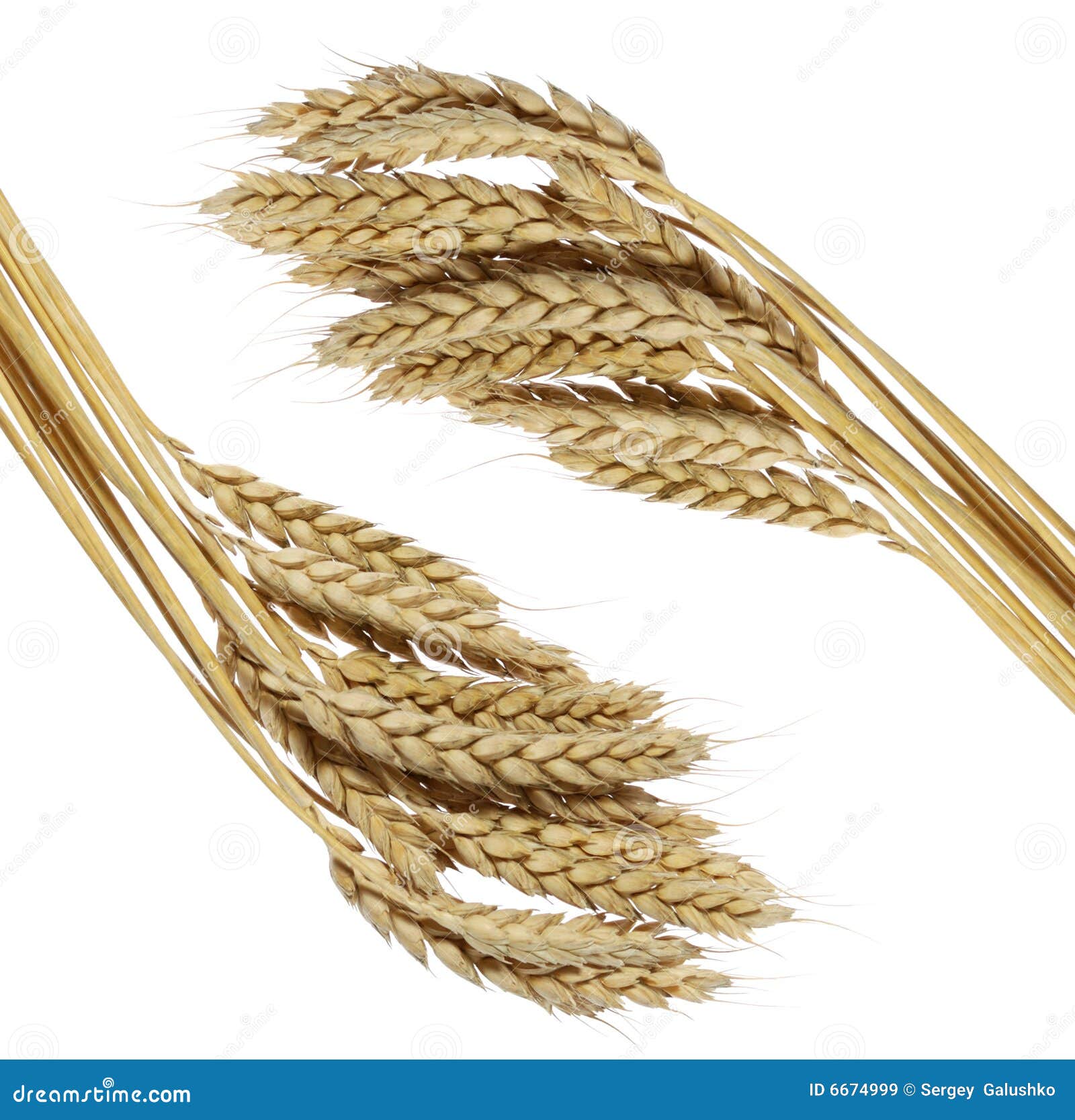 Wheat frame stock image. Image of fruit, healthy, bran - 6674999