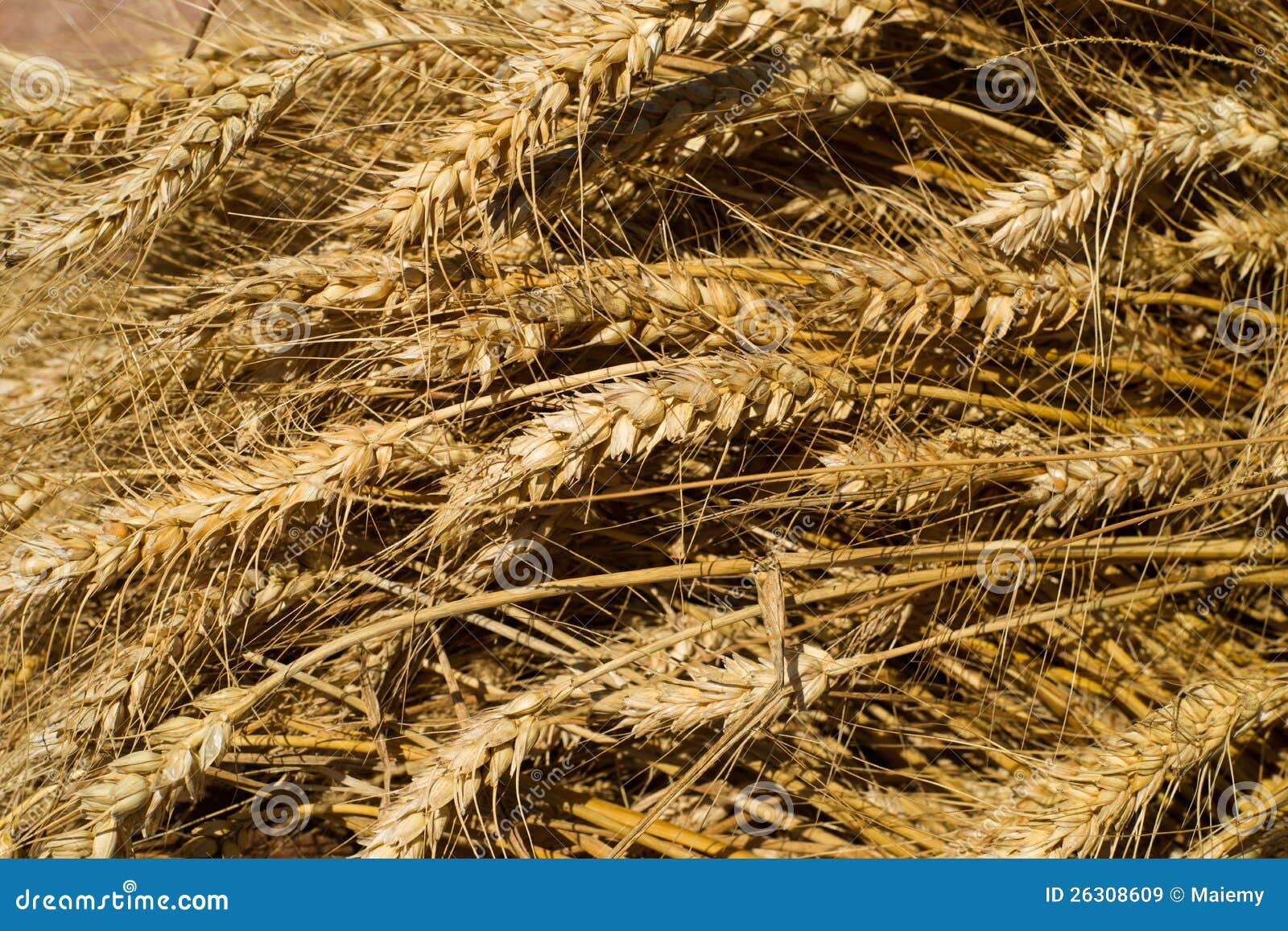 Wheat freshly harvested stock image. Image of ripe, foreground - 26308609