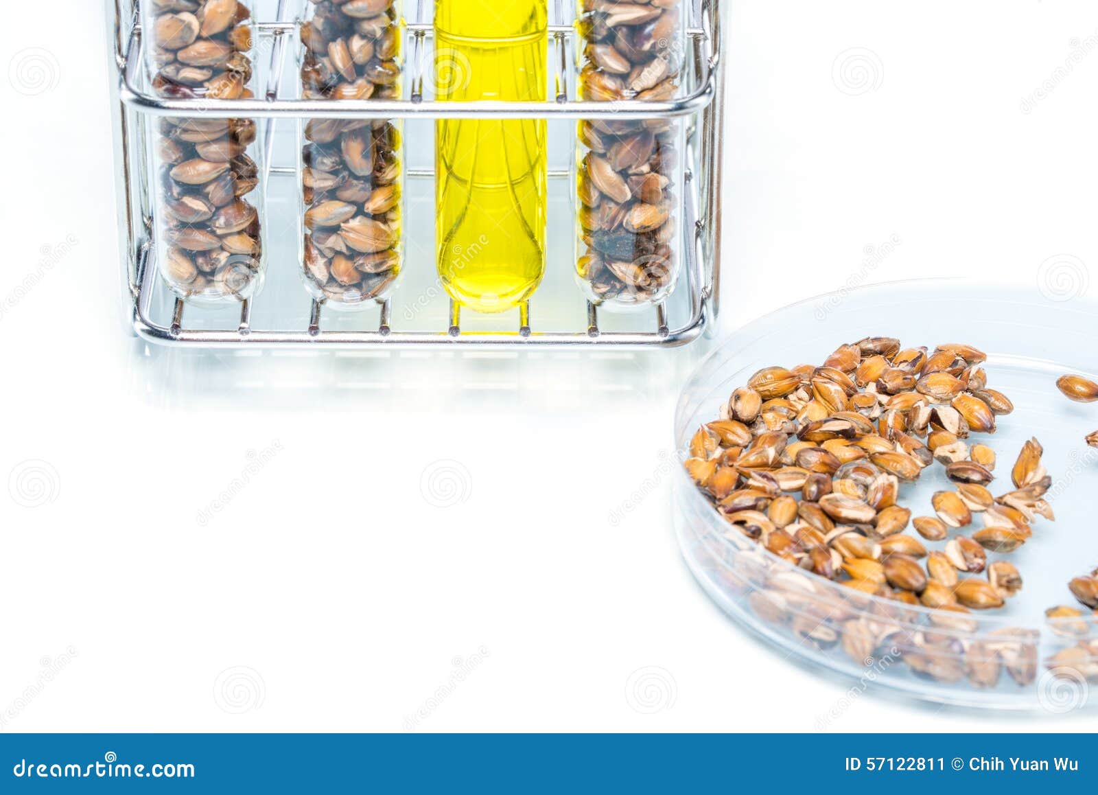 Wheat Genetically Modified, Plant Cell Stock Image - Image of cell ...