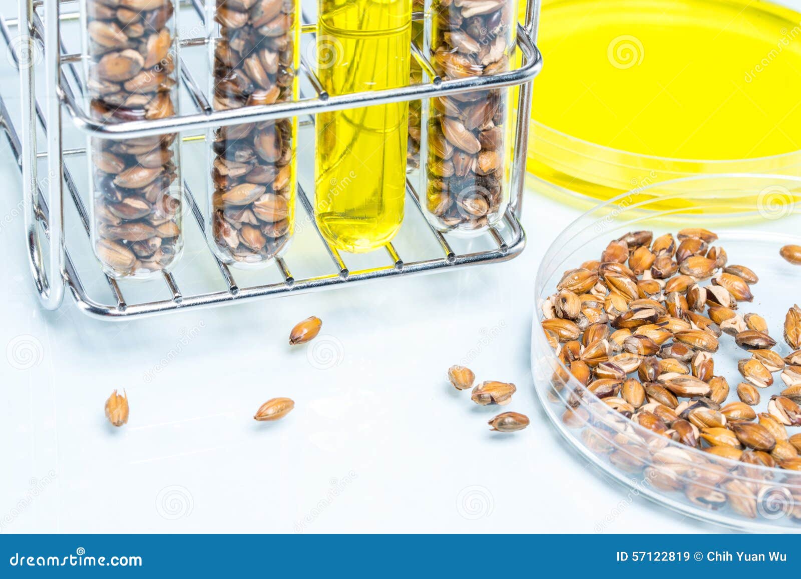Wheat Genetically Modified, Plant Cell Stock Image - Image of ...