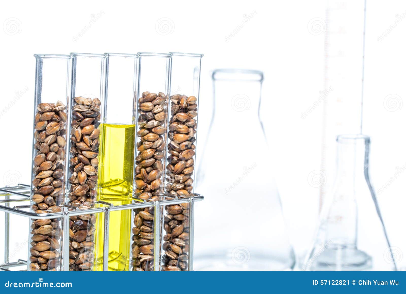 Wheat Genetically Modified, Plant Cell Stock Image - Image of cell ...