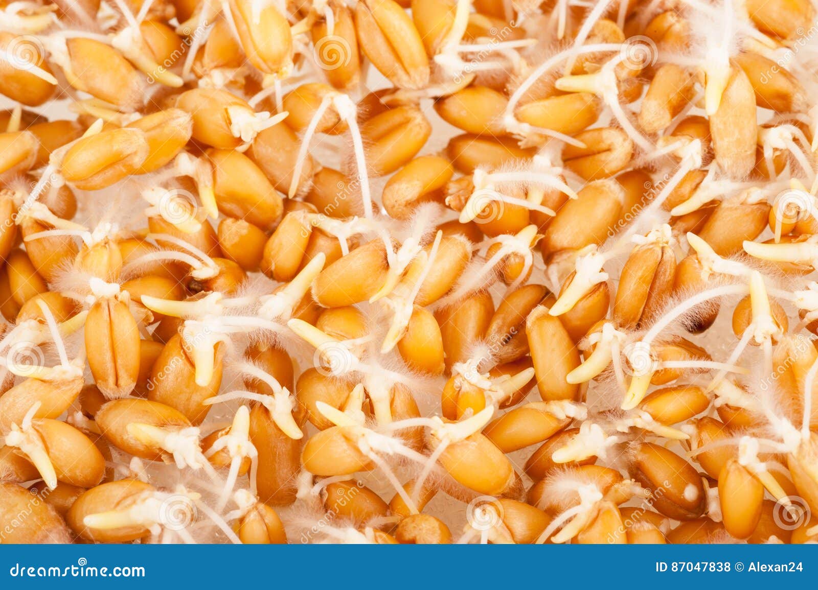 Wheat germ background stock photo. Image of grain, germ - 87047838
