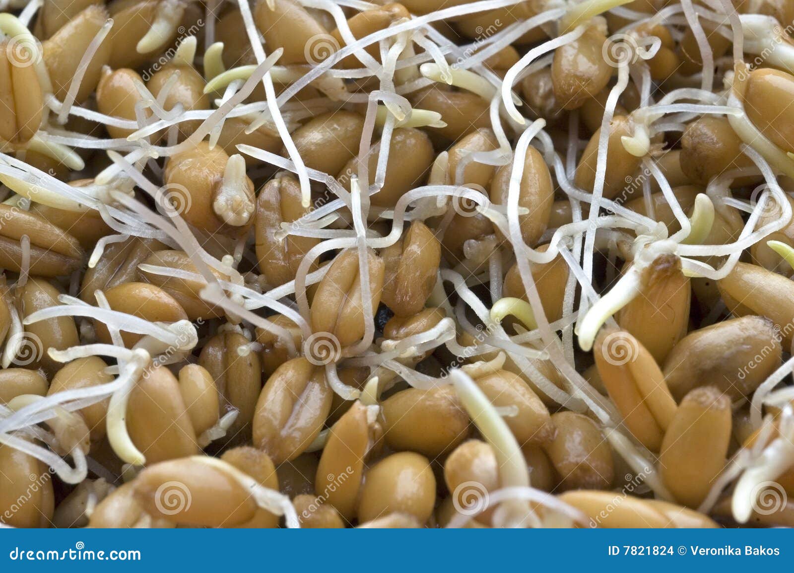 Wheat germ closeup stock photo. Image of germ, growth - 7821824