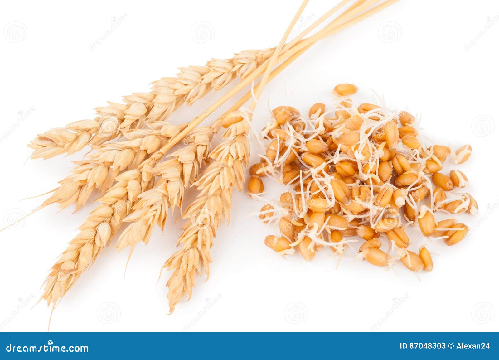 Wheat Germ Royalty-Free Stock Photo | CartoonDealer.com #84422301