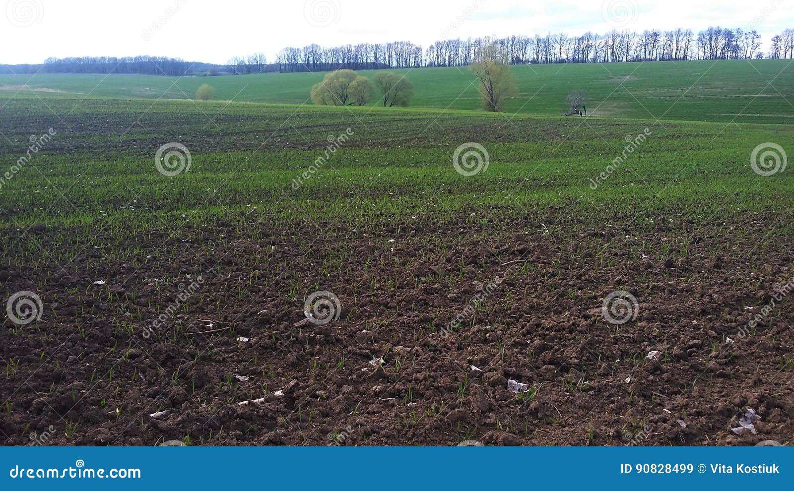 Wheat Germ in the Field. Early Spring Stock Image - Image of early ...