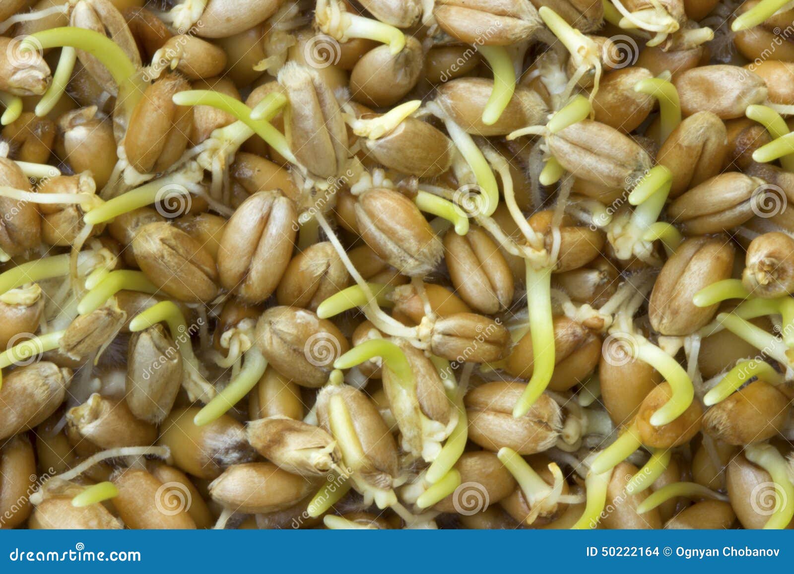 Wheat germ stock photo. Image of closeup, nutrition, fresh - 50222164