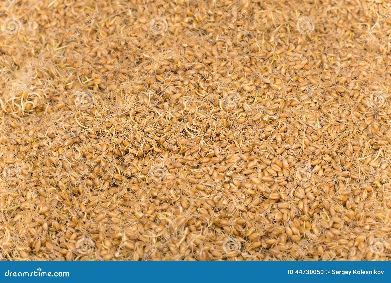 Wheat germ stock photo. Image of sprouts, plant, roots - 44730050