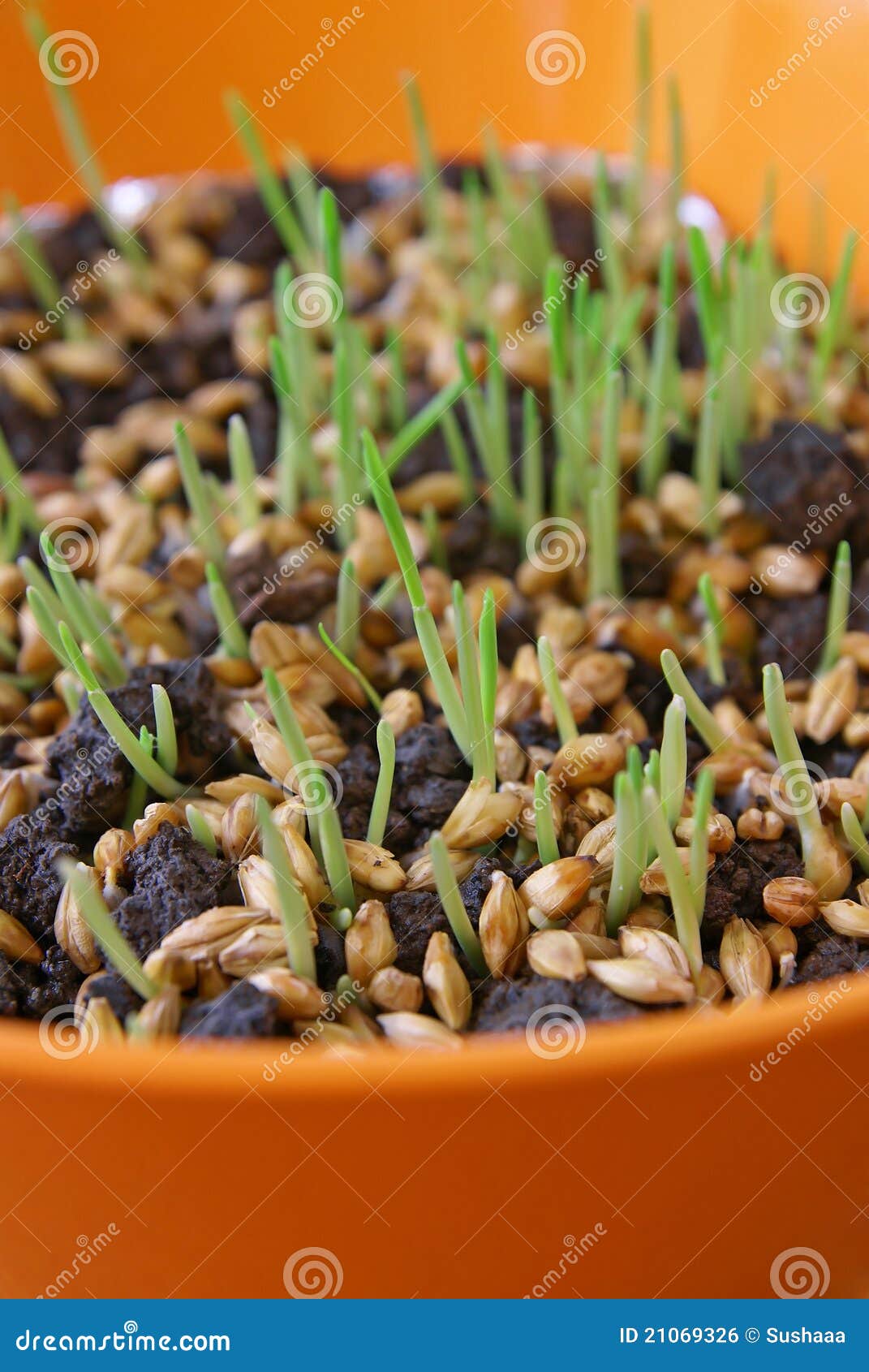 Wheat germination stock photo. Image of sprout, wheat - 21069326