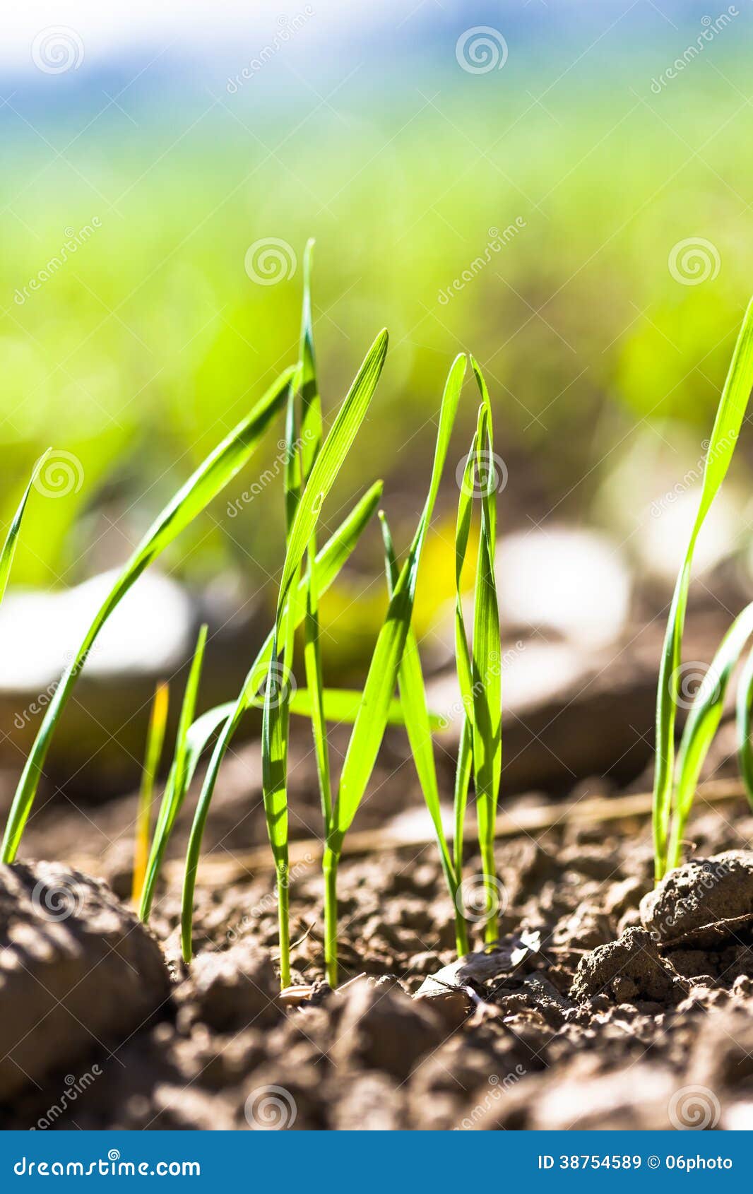 Wheat germination closeup stock image. Image of agriculture - 38754589