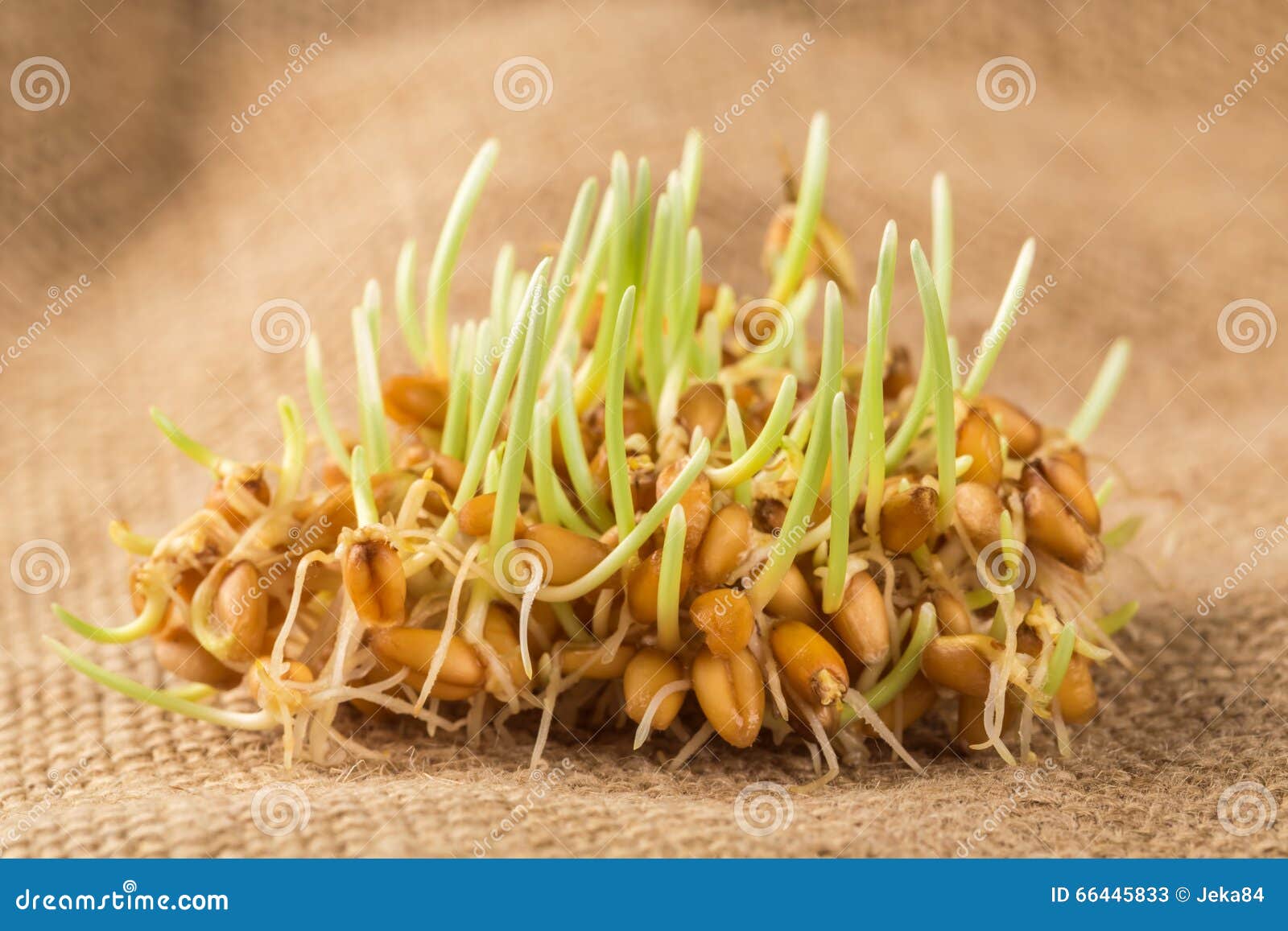 Wheat germs stock image. Image of ingredient, cook, food - 66445833