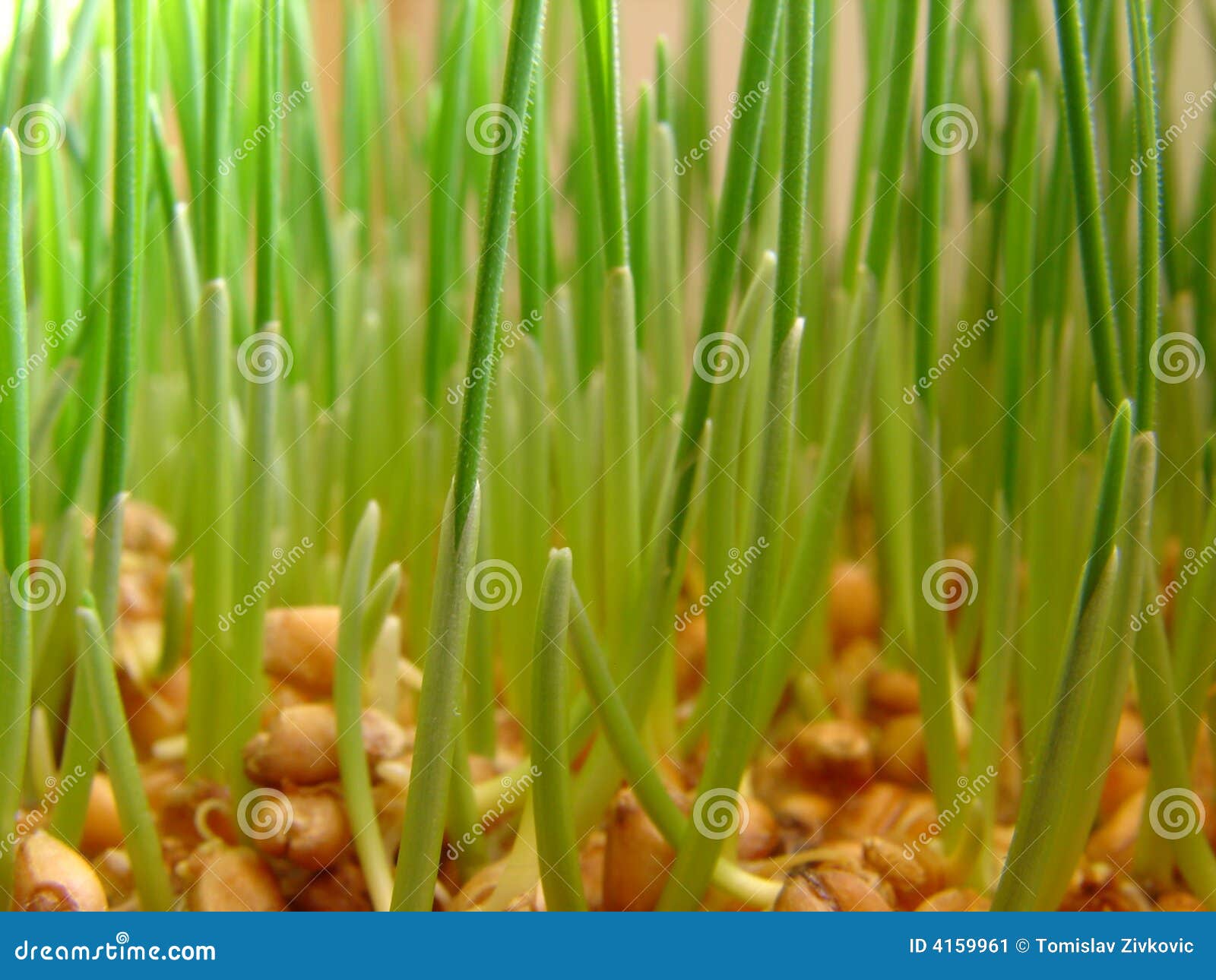 Wheat germs macro stock image. Image of farming, sprouts - 4159961