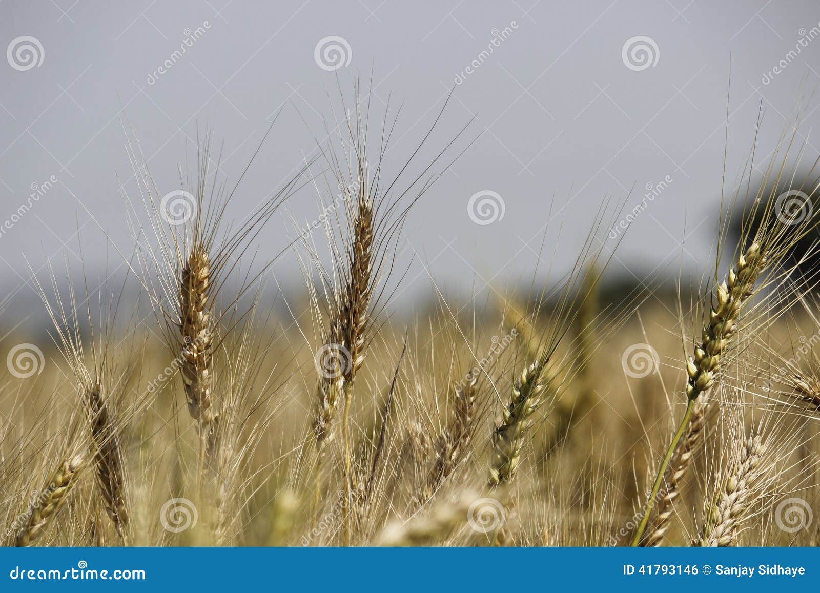 Wheat golden crops stock photo. Image of crops, wheat - 41793146