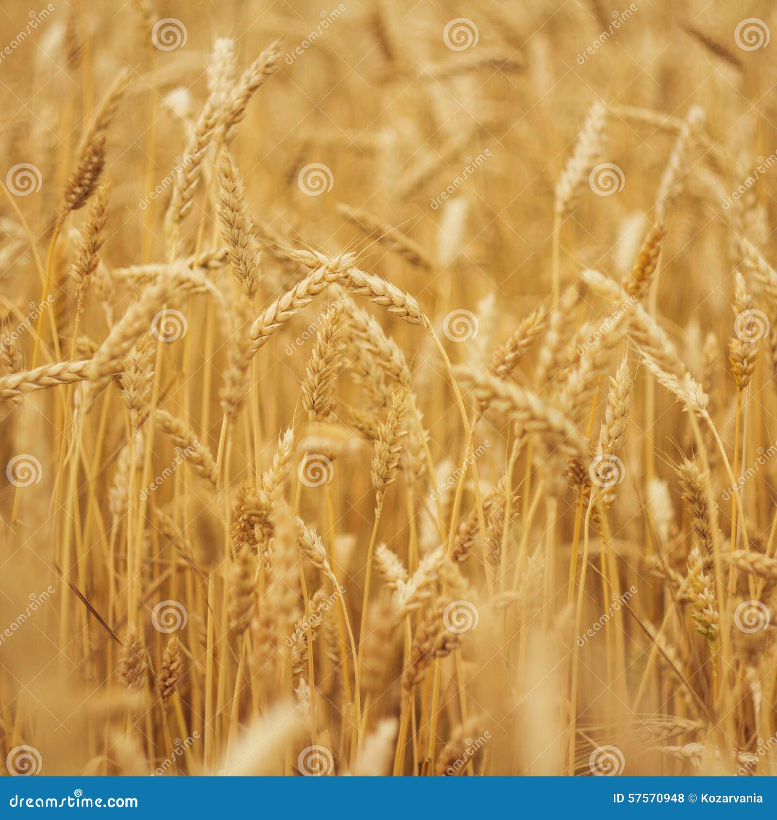 Wheat stock photo. Image of grain, peasant, nice, summer - 57570948
