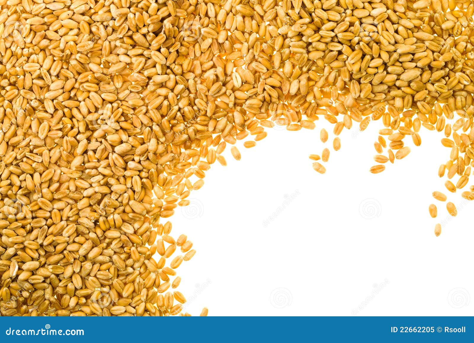 Wheat grain stock image. Image of corn, heap, healthy - 22662205