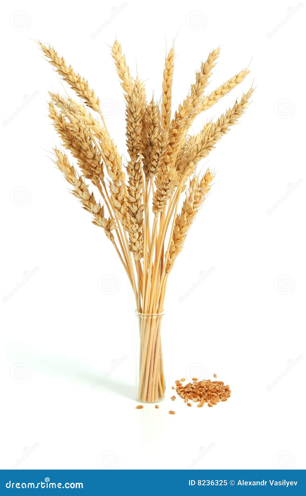 Wheat and grain stock image. Image of isolated, core, particle - 8236325