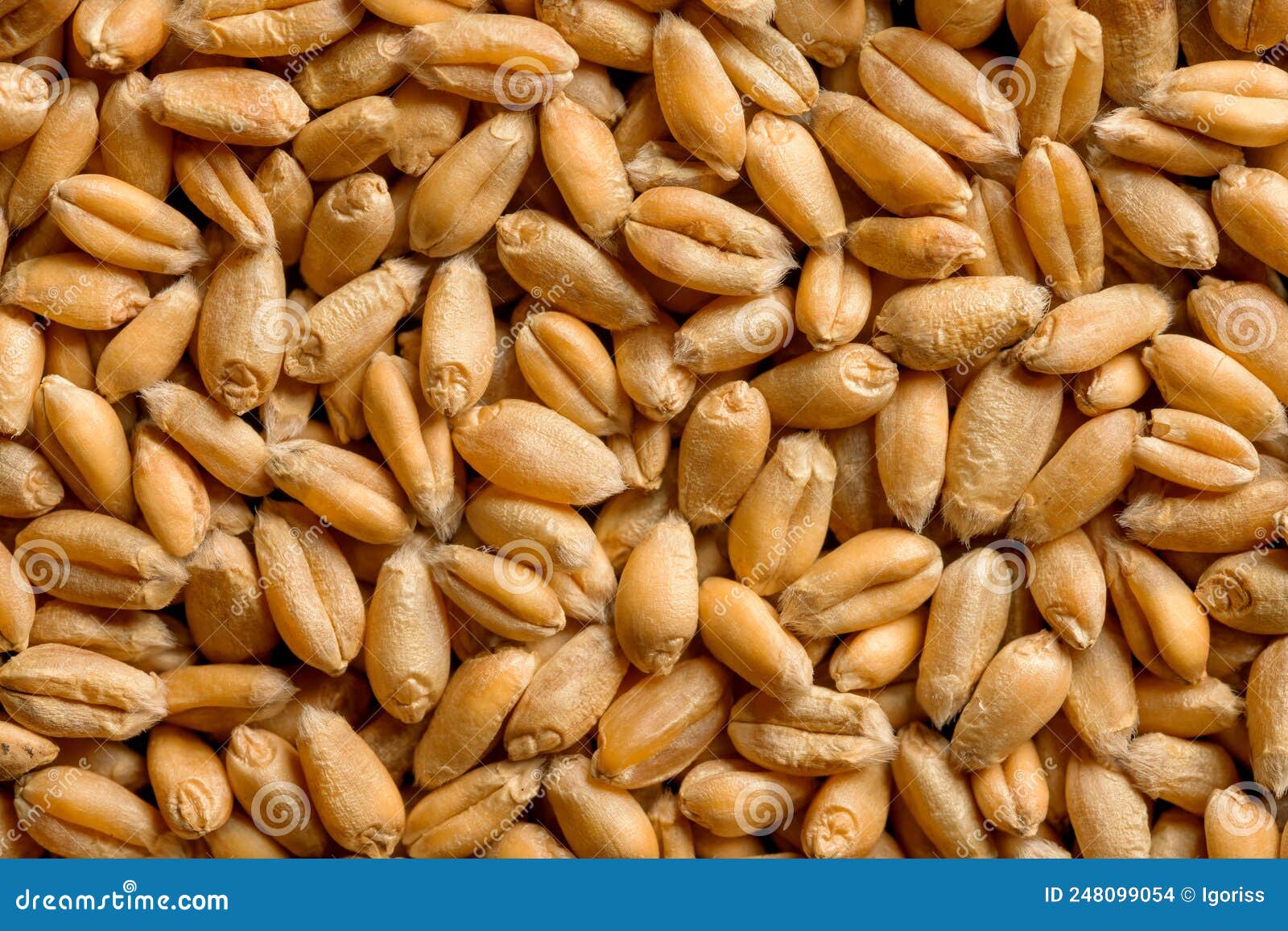 Wheat Grain As Background or Texture Closeup Stock Photo - Image of ...