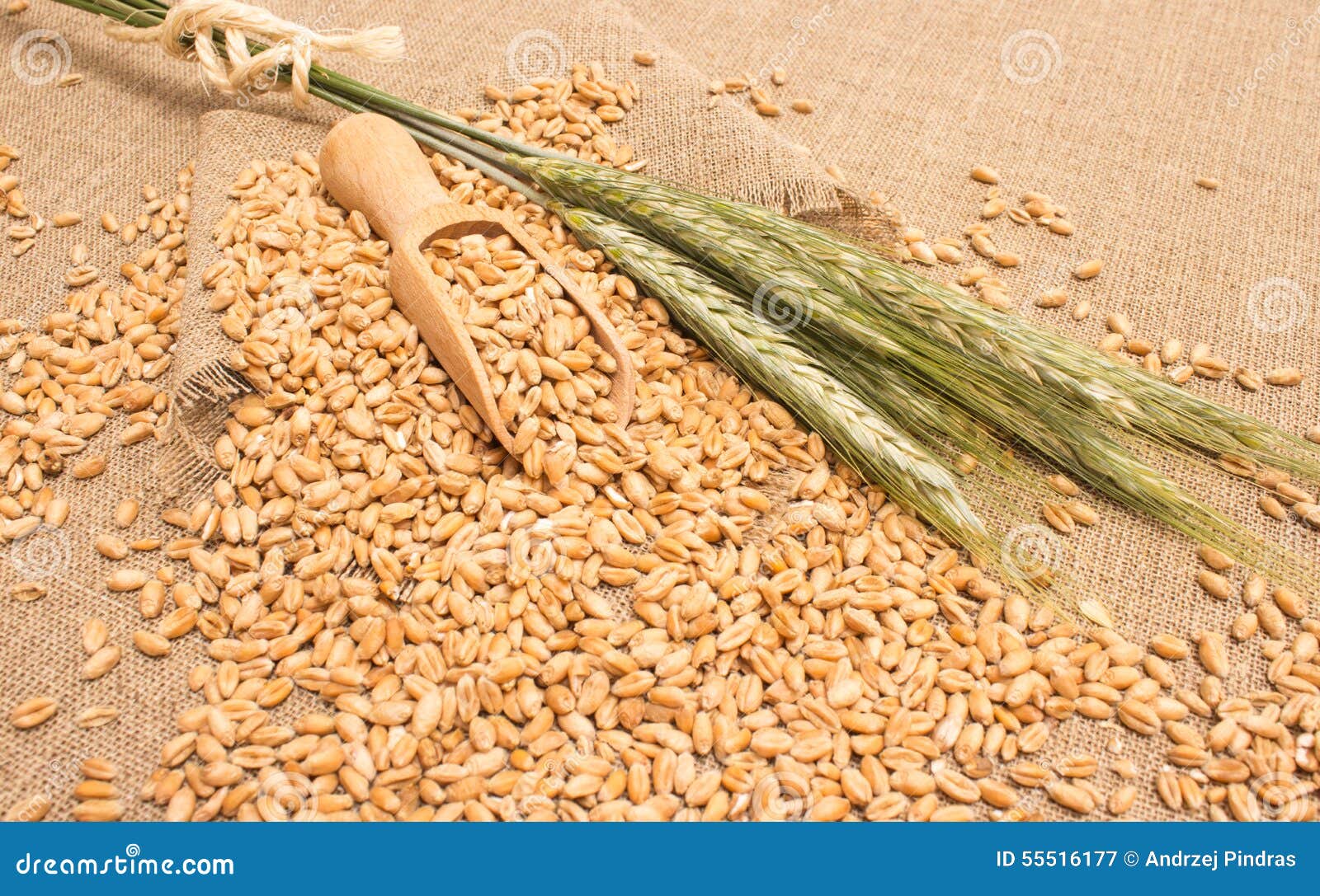 Wheat Grain on Canvas Close Up Stock Image - Image of diet, leaf: 55516177