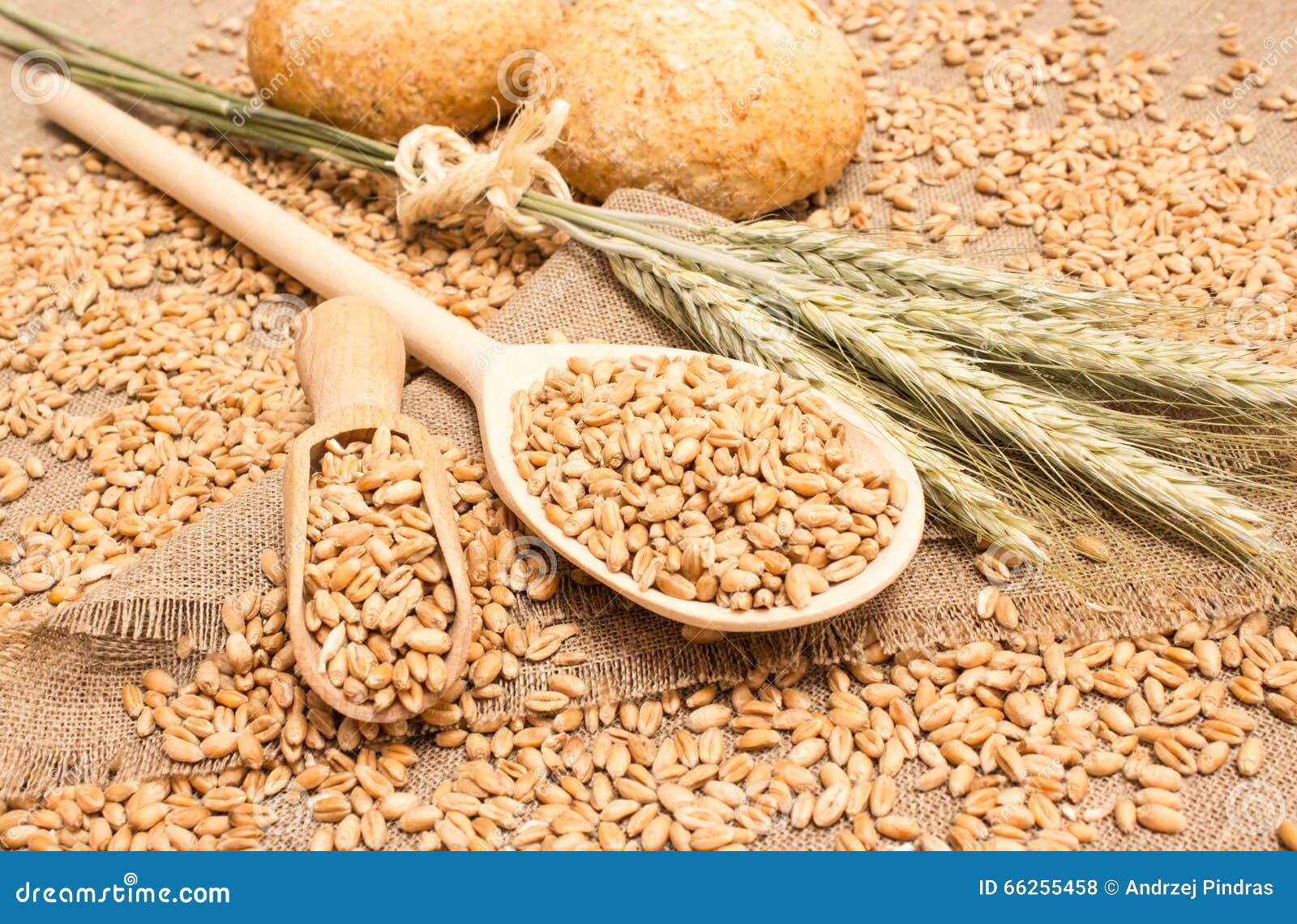 Wheat Grain on Canvas Close Up Stock Photo - Image of organic, natural ...