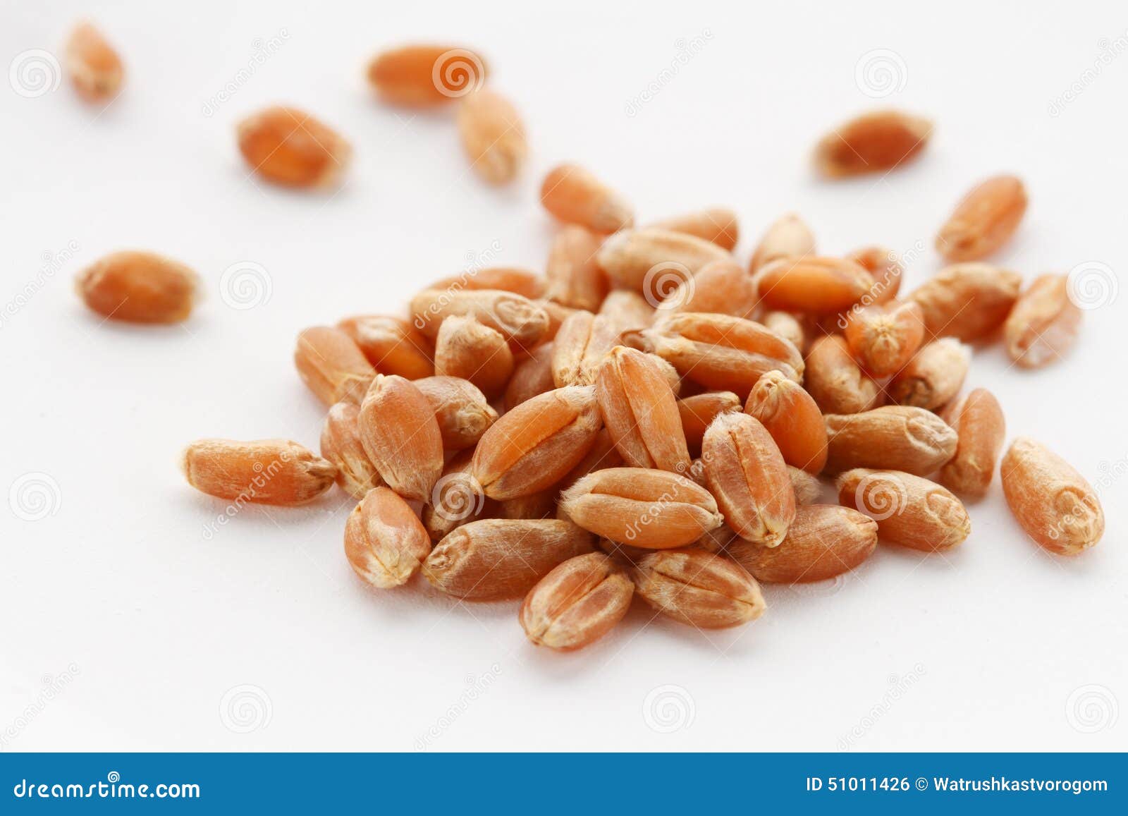 Wheat Grain Close-up on White Background Stock Photo - Image of white ...