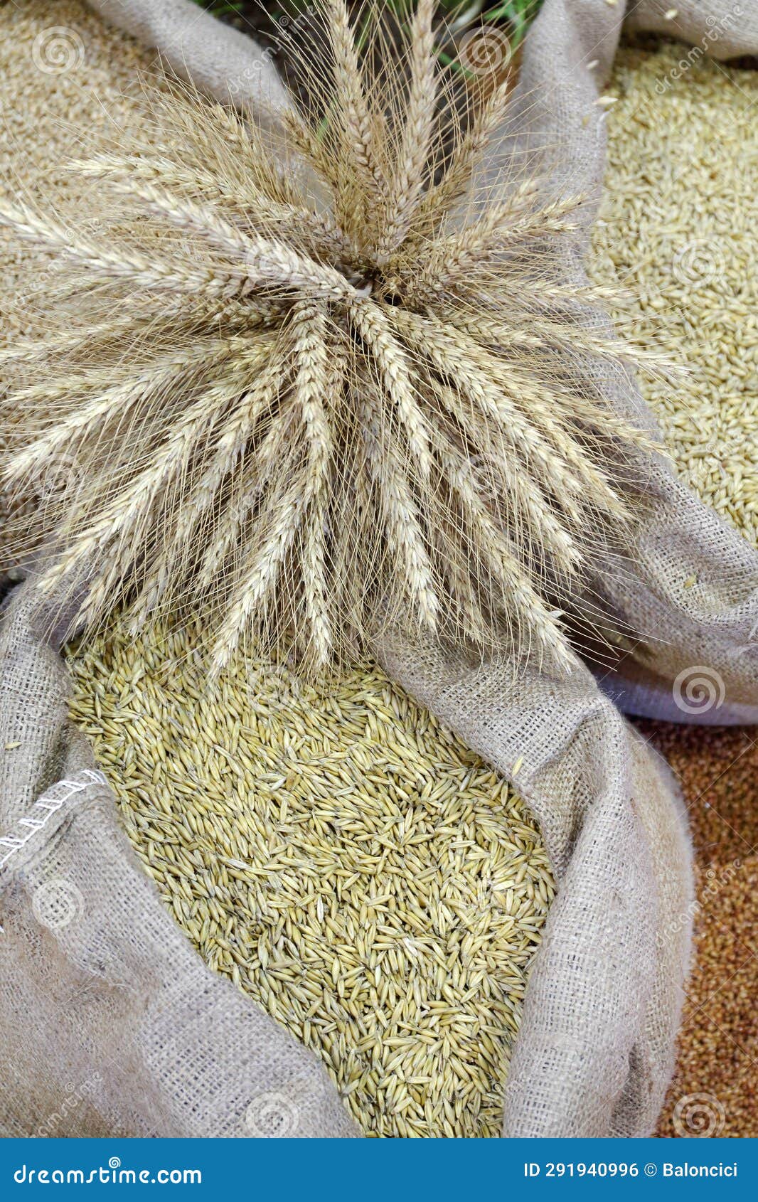 Grains Wheat Sack stock photo. Image of food, grain - 291940996