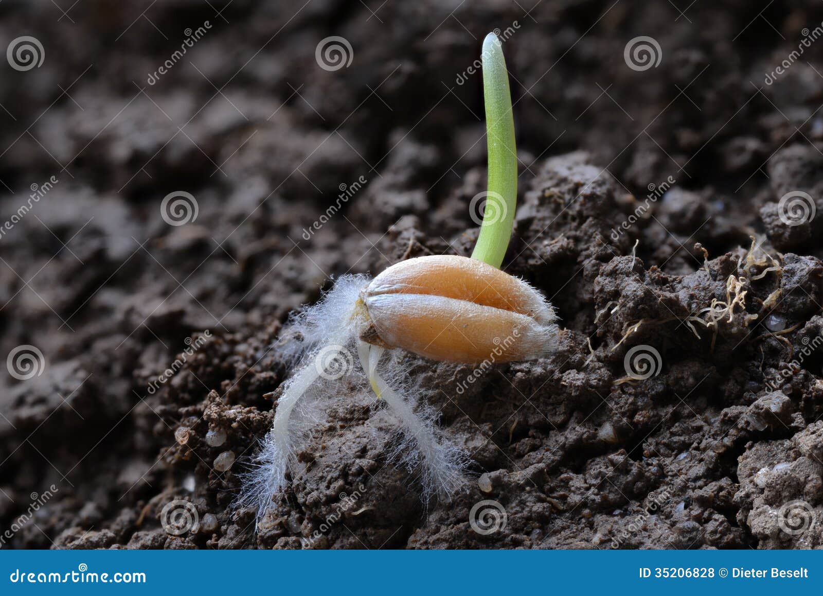 Wheat grain stock photo. Image of multiplication, plants - 35206828