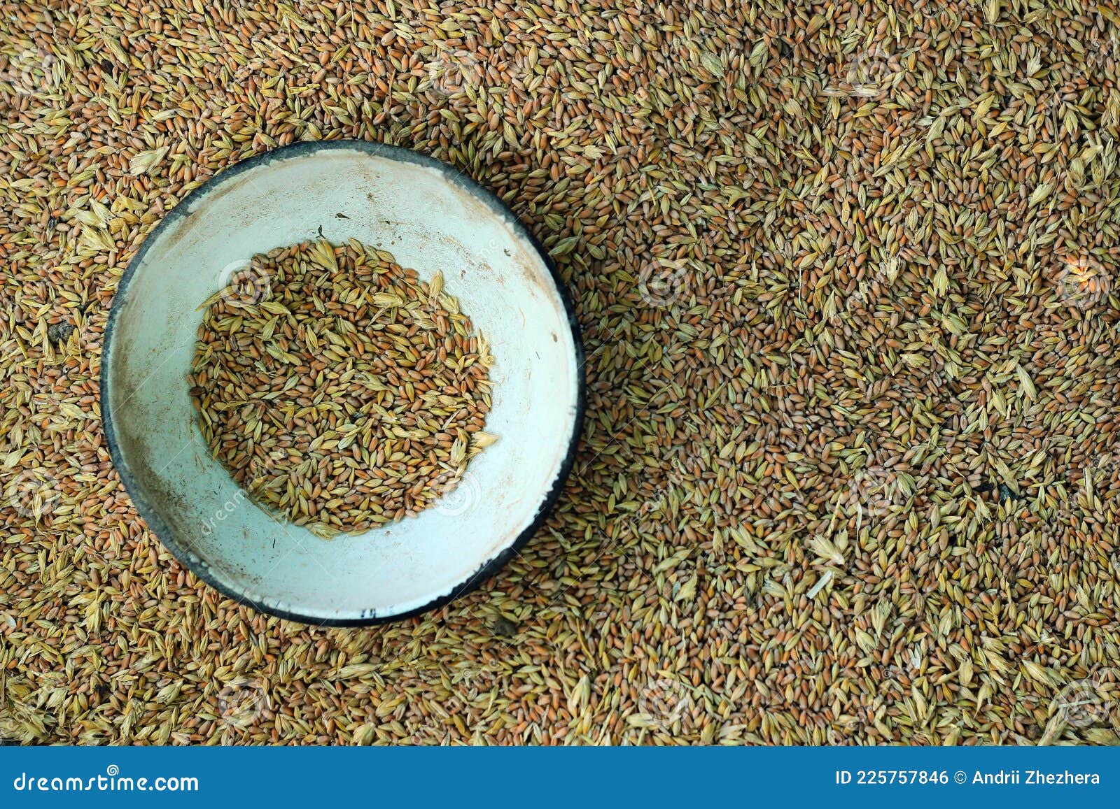 Wheat Grain with Glume and Chaff As Background Stock Photo - Image of ...