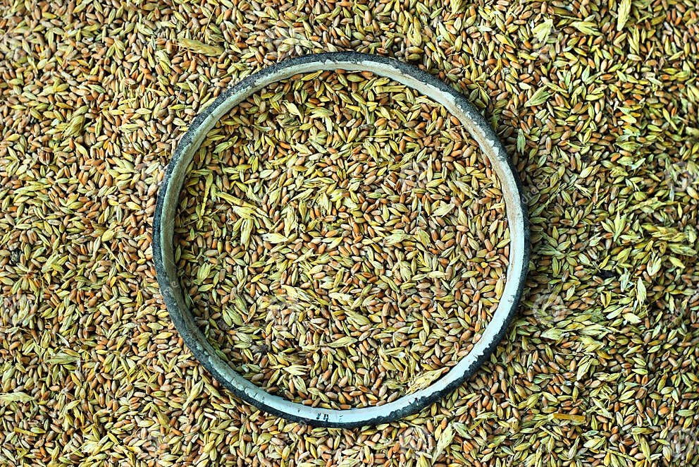 Wheat Grain with Glume and Chaff As Background Stock Image - Image of ...