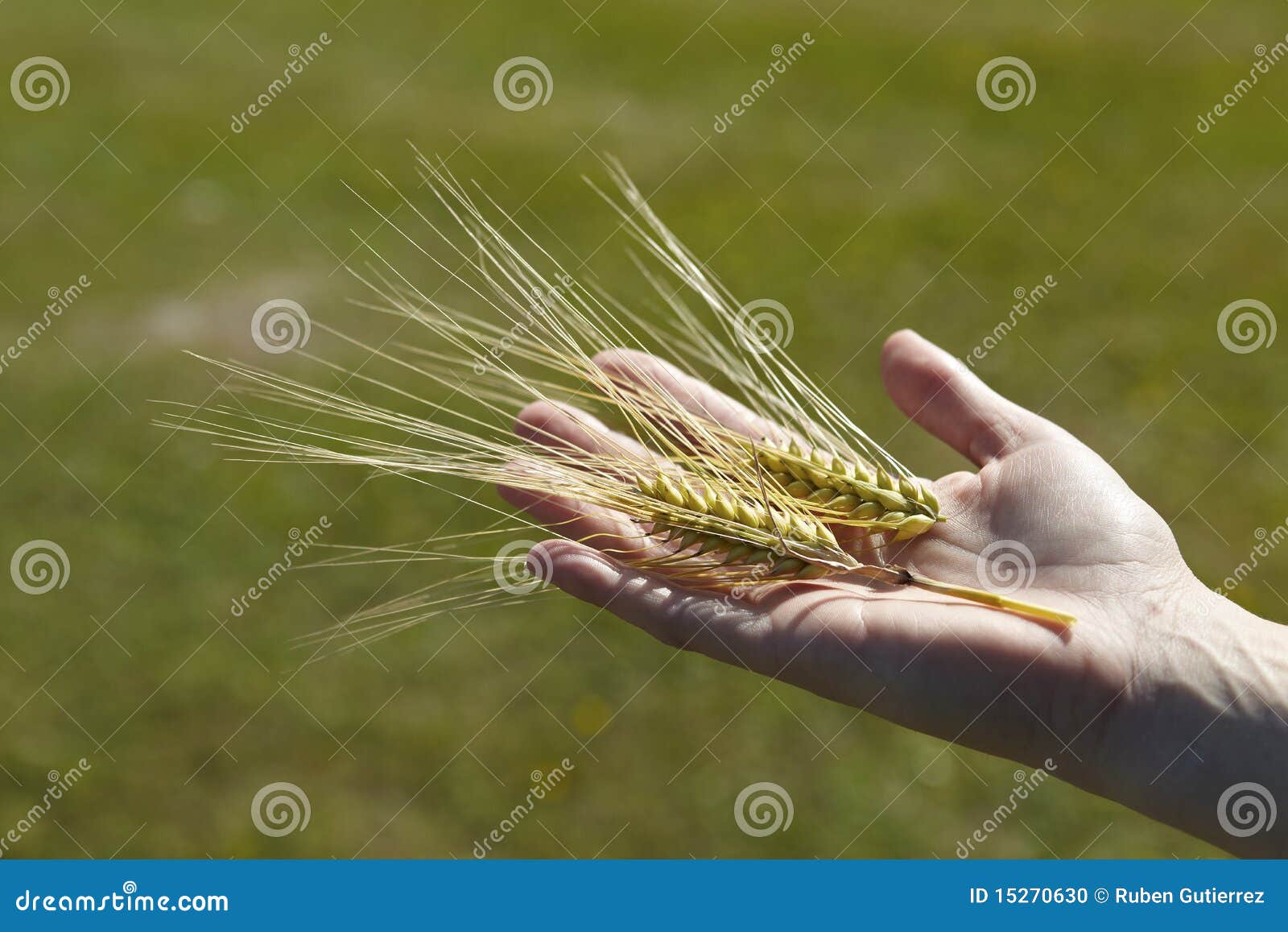 Wheat grain in hand stock photo. Image of agriculture - 15270630