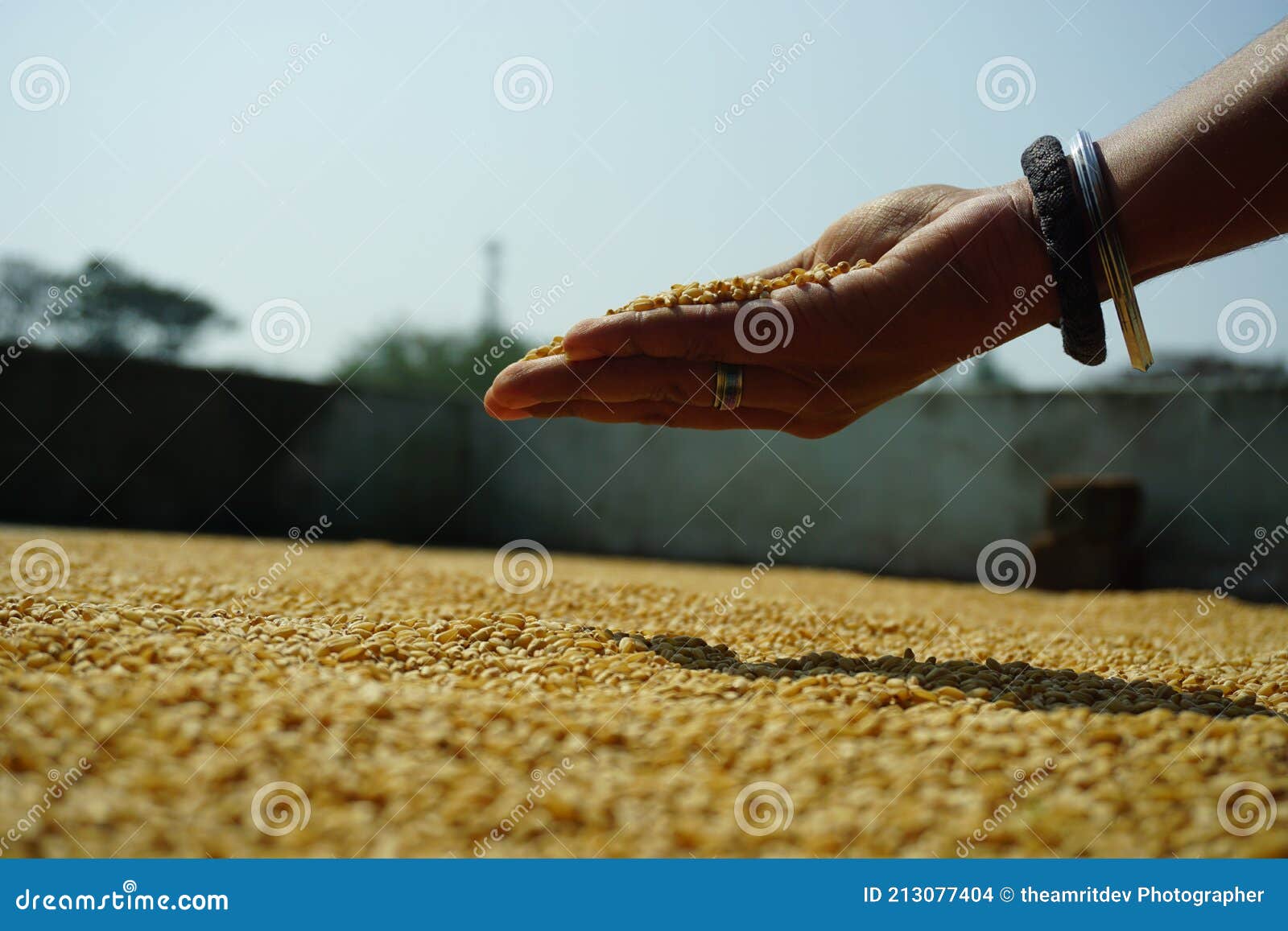 Wheat Grain in the Hand Floating in Air Stock Photo - Image of human ...