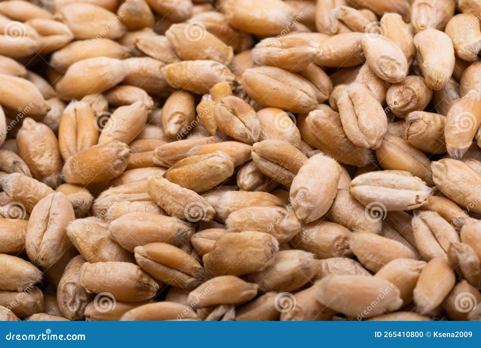 Wheat Grain Harvest Close Up Stock Photo - Image of wheat, barley ...