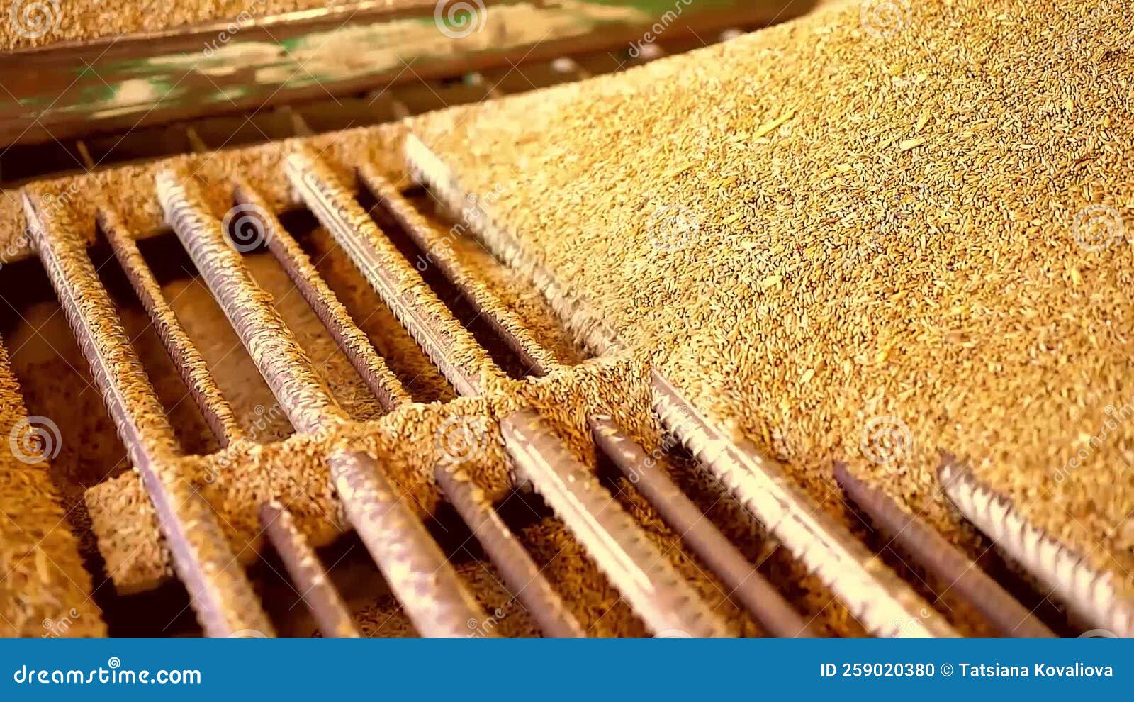 Wheat Grain Harvest is Sorted on a Grate at the Grain Complex. the ...