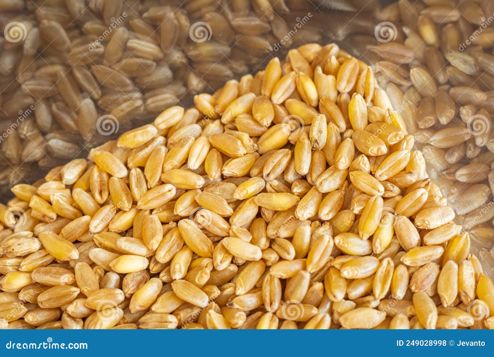 Wheat Grain Inside Square Storage Container Closeup Stock Photo - Image ...