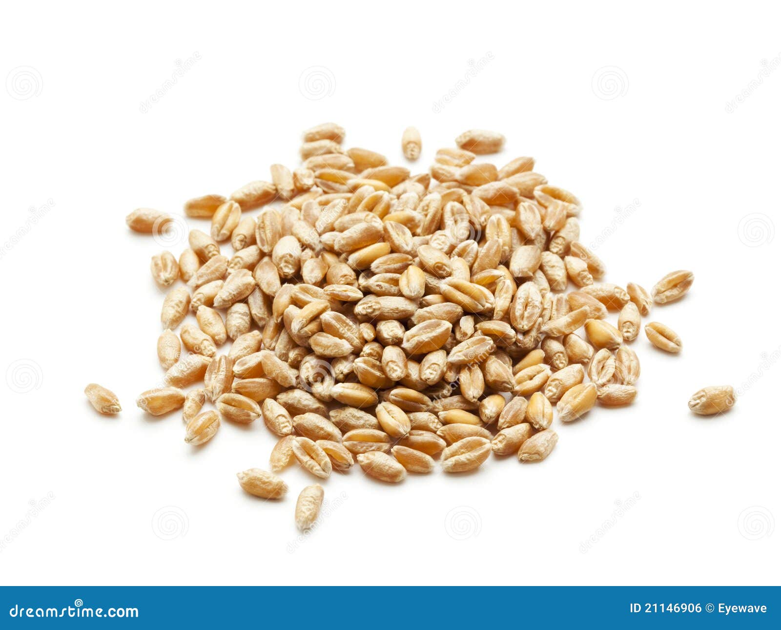 Wheat grain isolated stock photo. Image of white, seed - 21146906