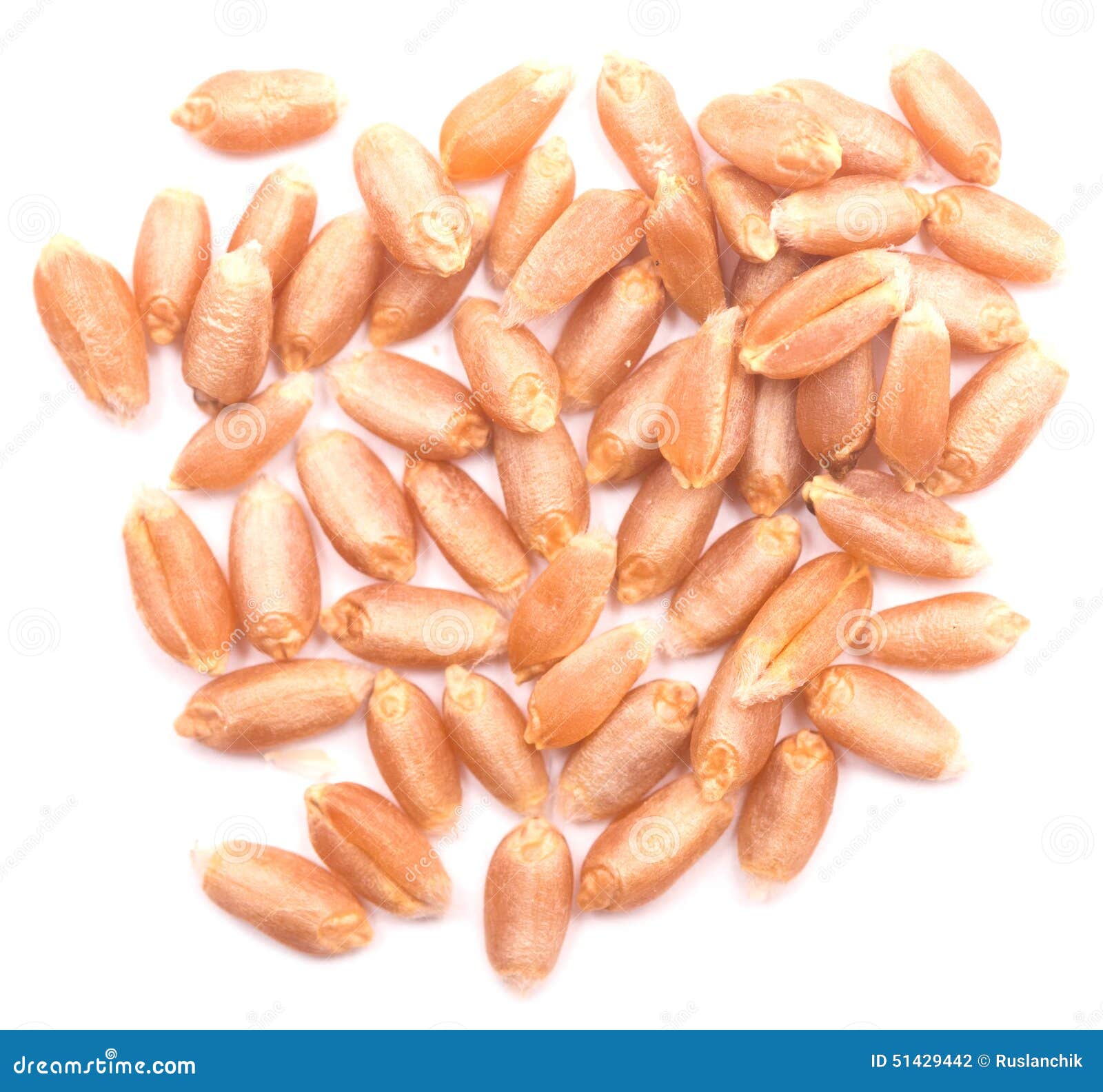 Wheat grain stock photo. Image of harvest, handful, grain - 51429442