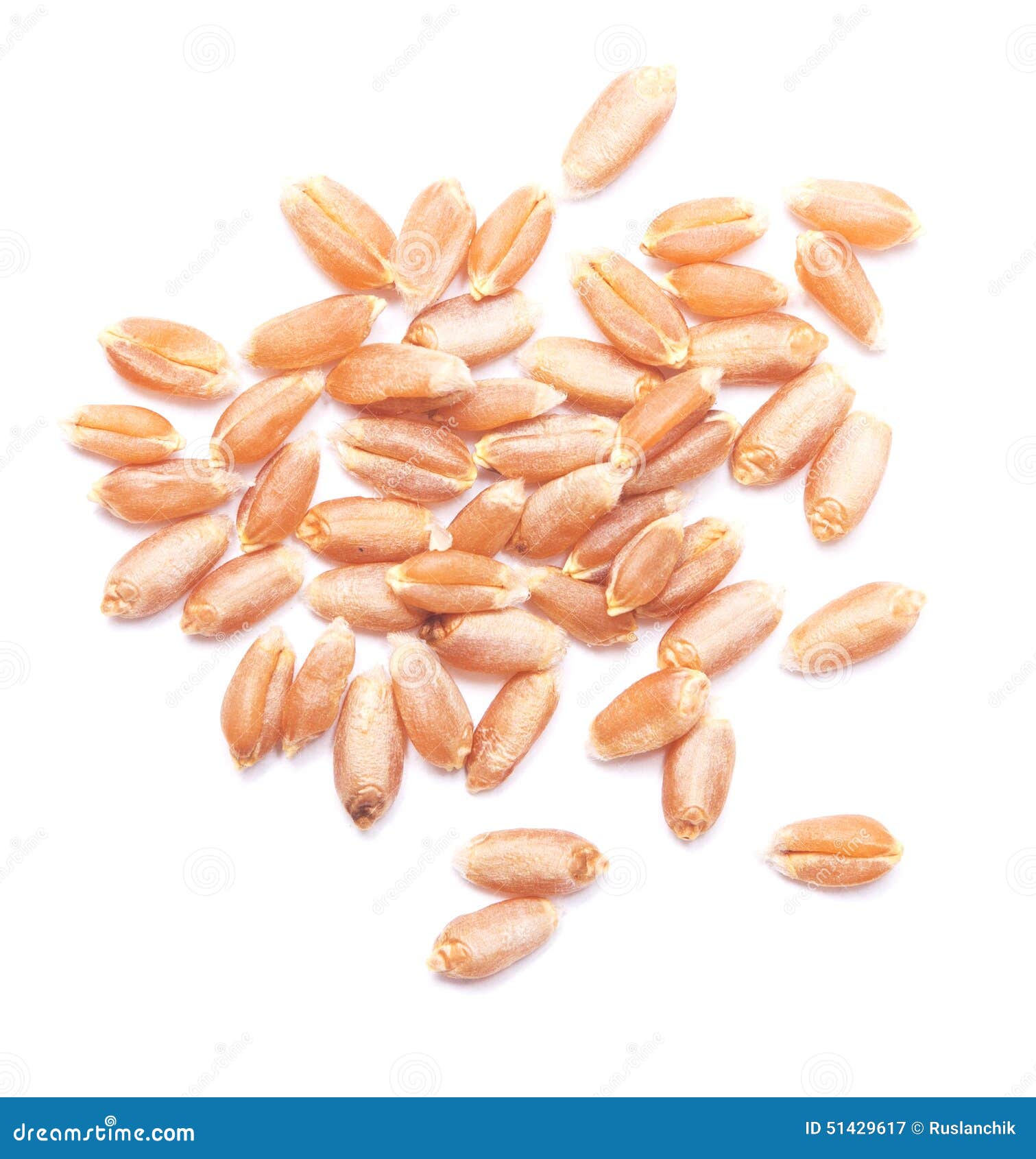 Wheat grain stock image. Image of cooking, crop, nature - 51429617