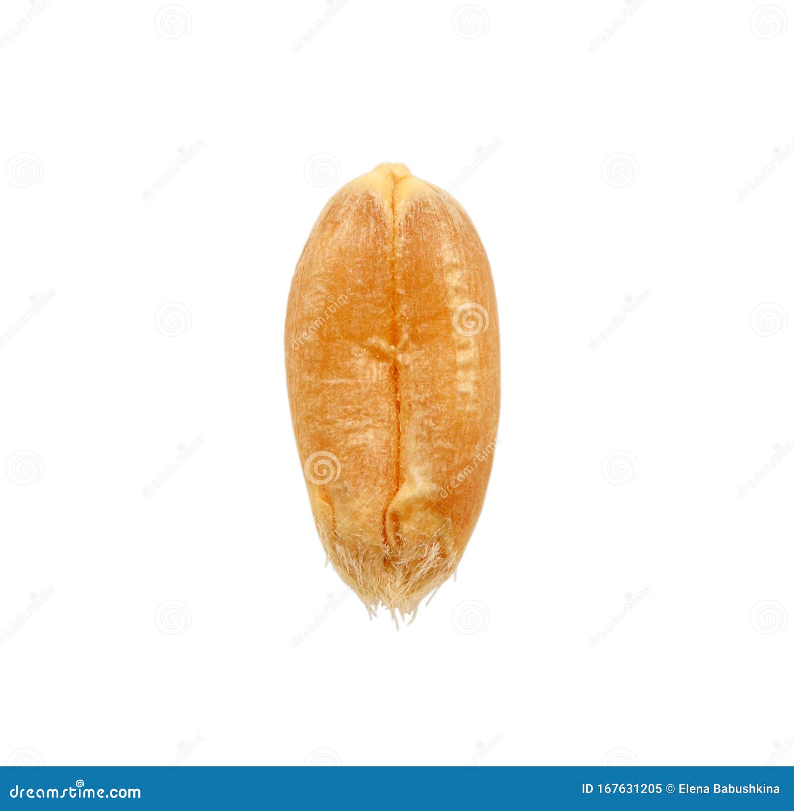 Wheat Grain Isolated on White Background Stock Image - Image of macro ...