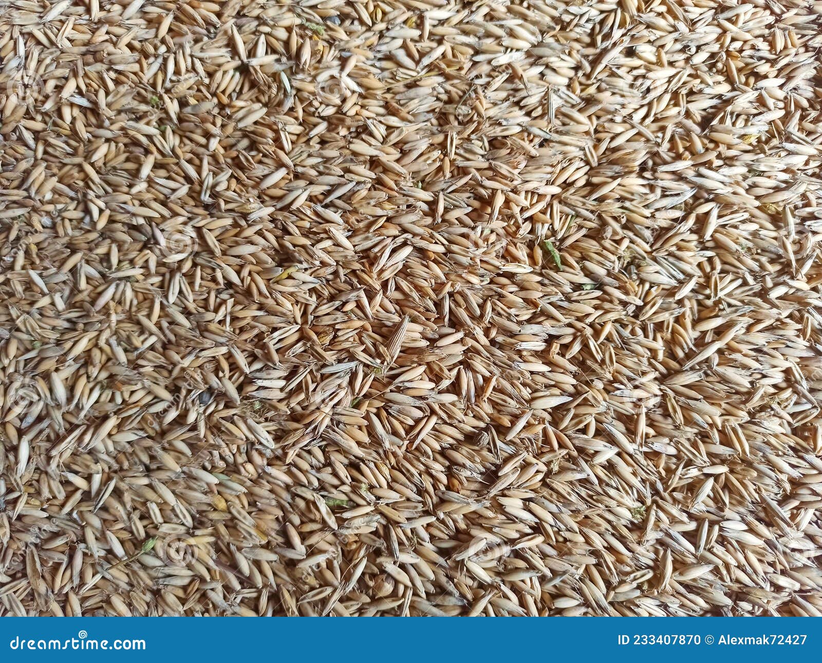 Wheat Grain Loading in Granary. Processing Wheat for Flour Stock Photo ...