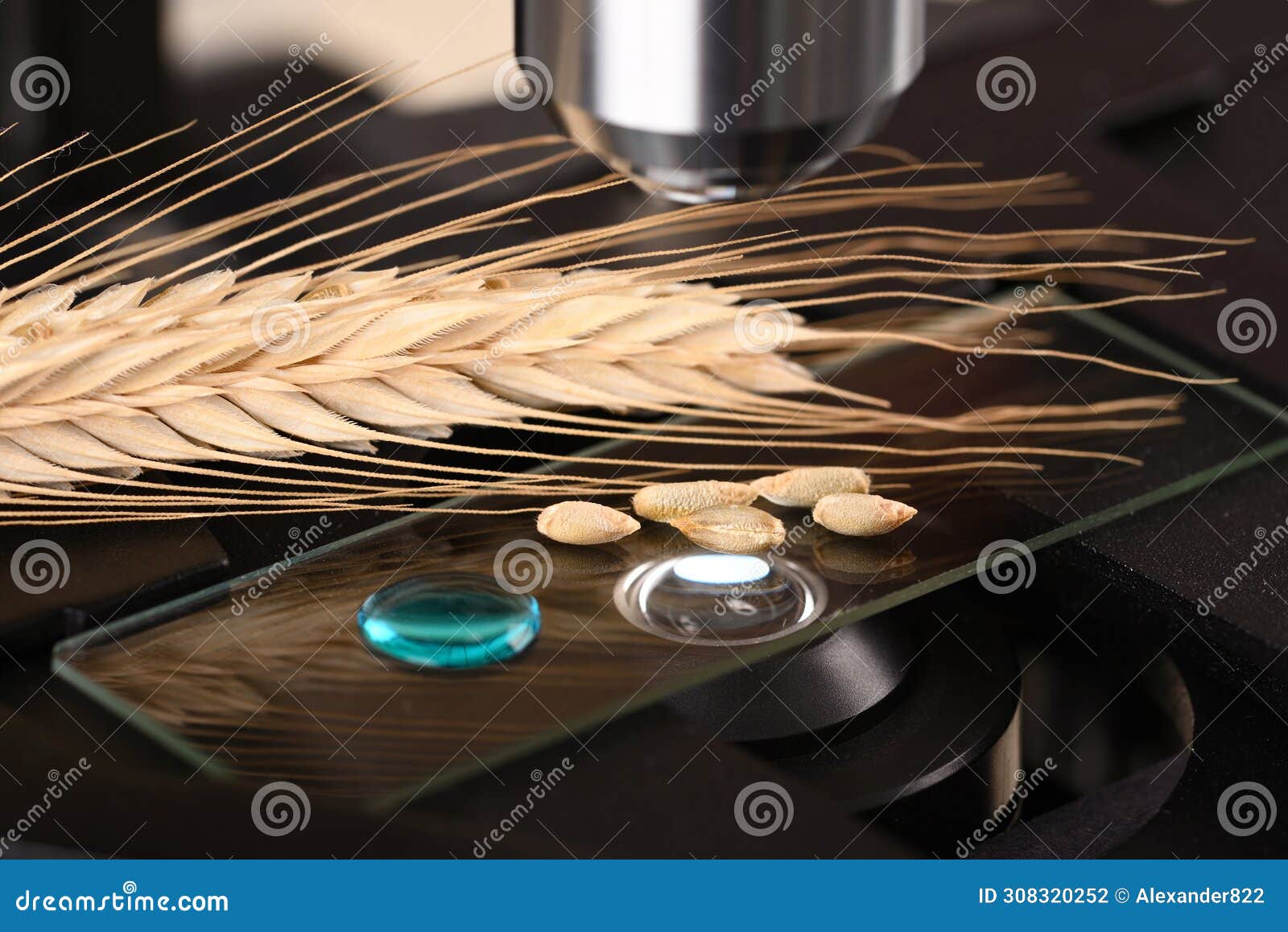 Wheat Grain on the Microscope Slide Under a Microscope Stock Photo ...