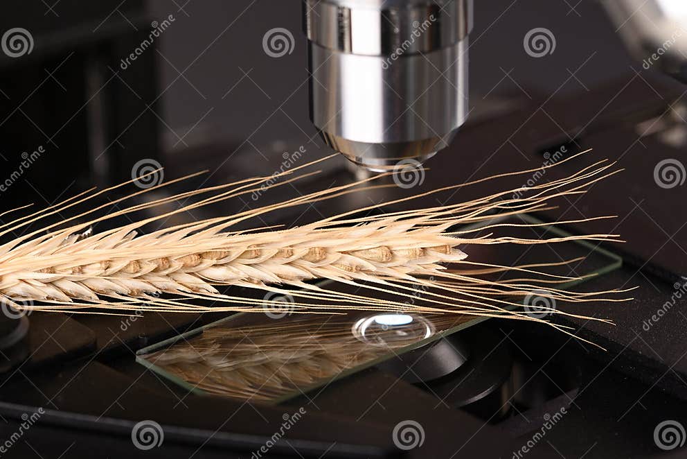 Wheat Grain on the Microscope Slide Under a Microscope Stock Photo ...