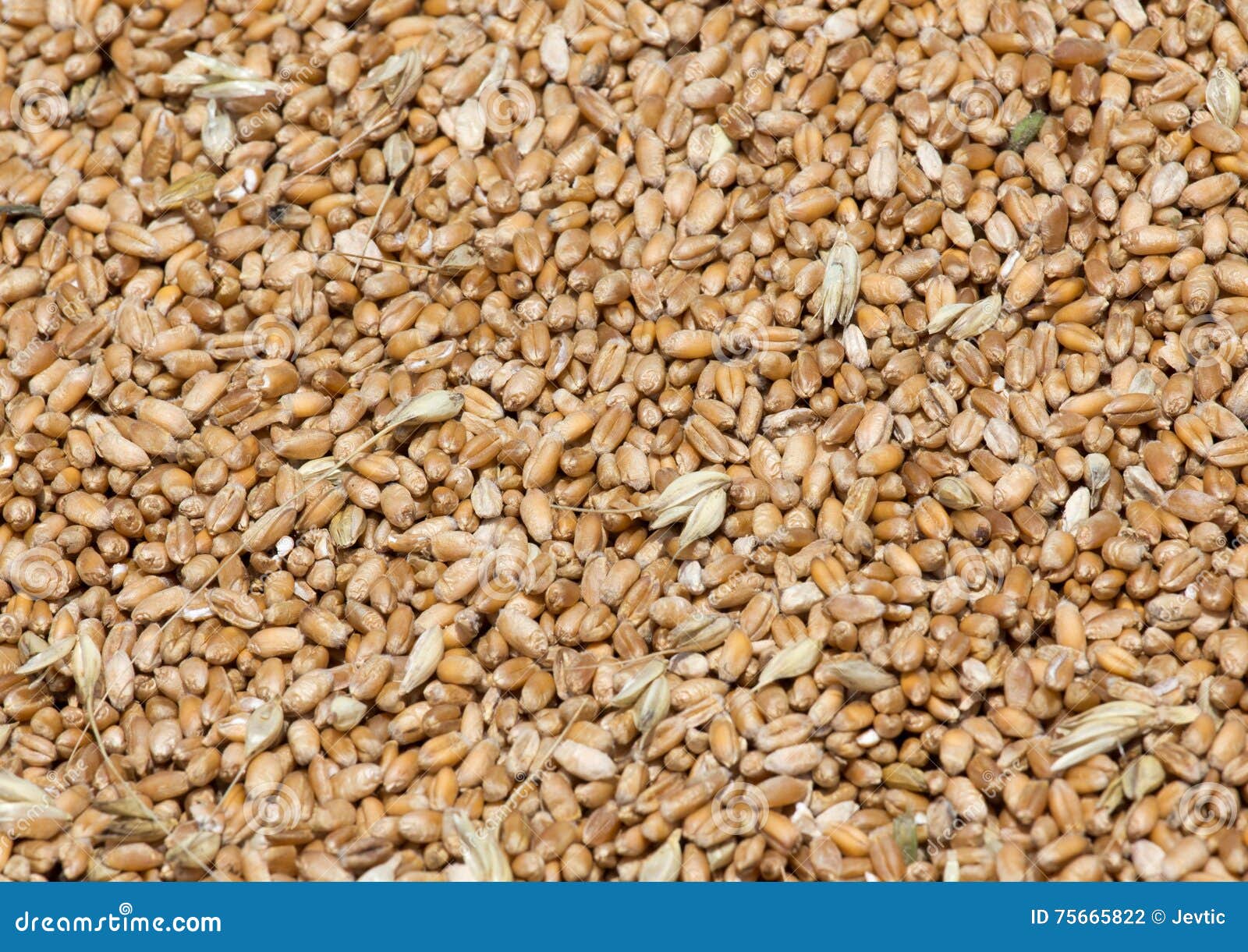 Wheat grain pile stock photo. Image of agriculture, color - 75665822
