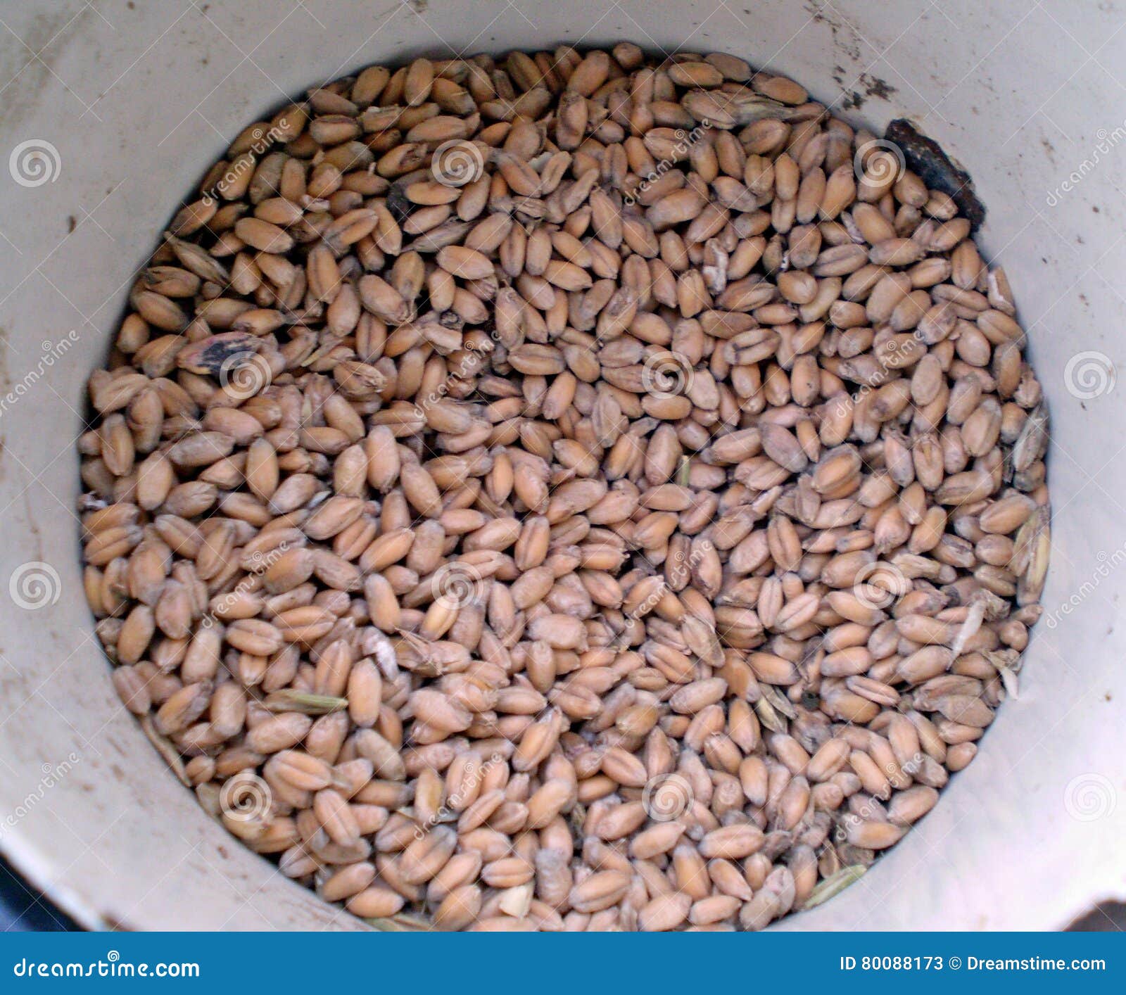 Wheat stock image. Image of chaff, bread, grain, straw - 80088173