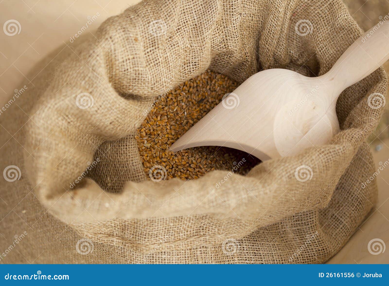 Wheat grain in sack stock photo. Image of rough, brown - 26161556
