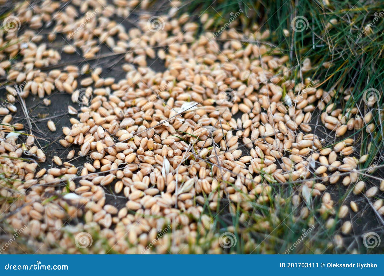 Wheat Grain Scattered on the Ground Stock Image - Image of dehydrate ...